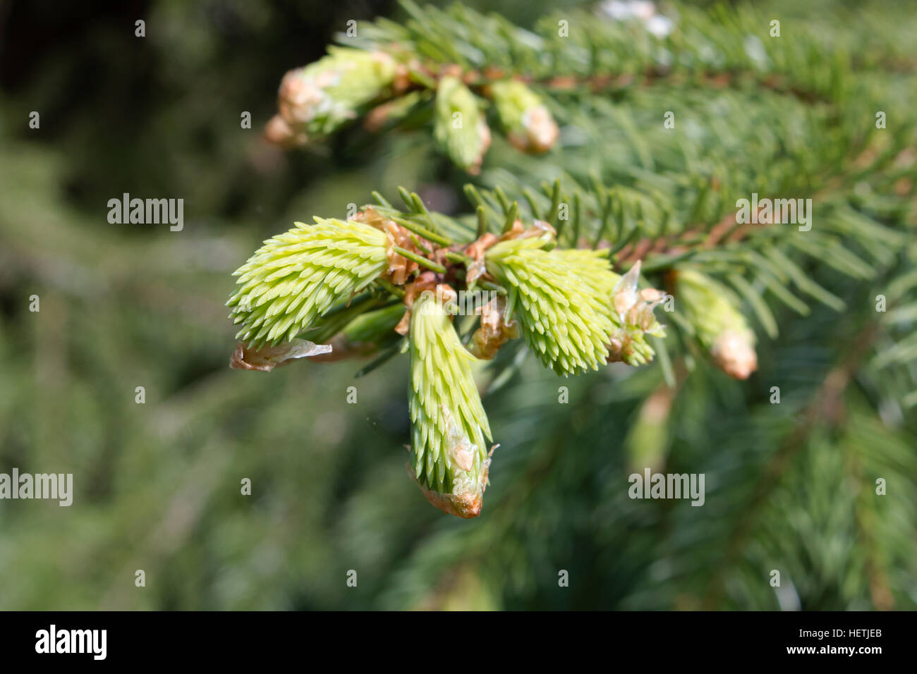 Sharp foliage hi-res stock photography and images - Alamy