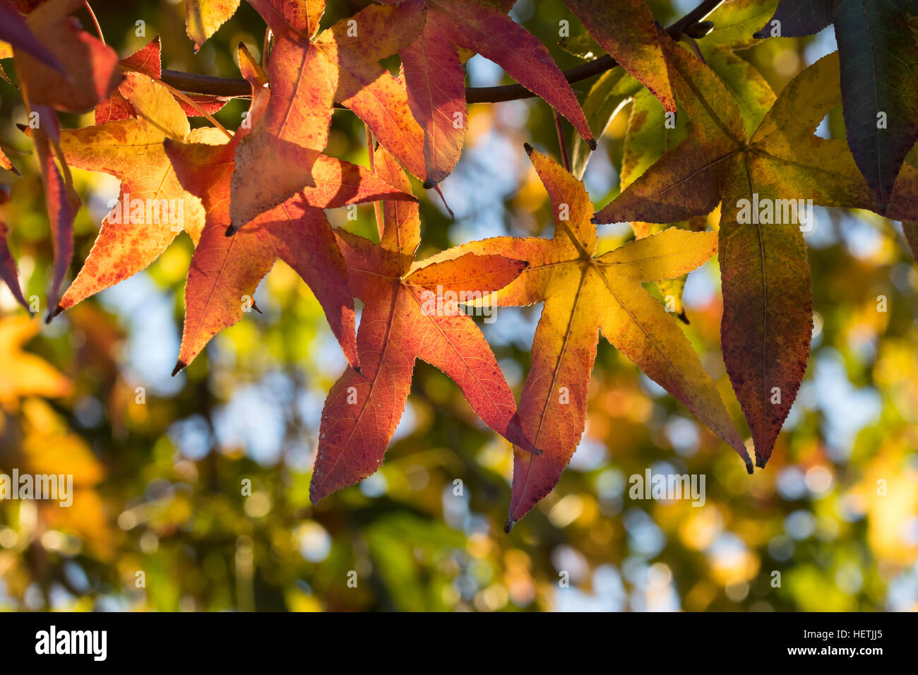 Five pointed star shaped leaves hi-res stock photography and images - Alamy