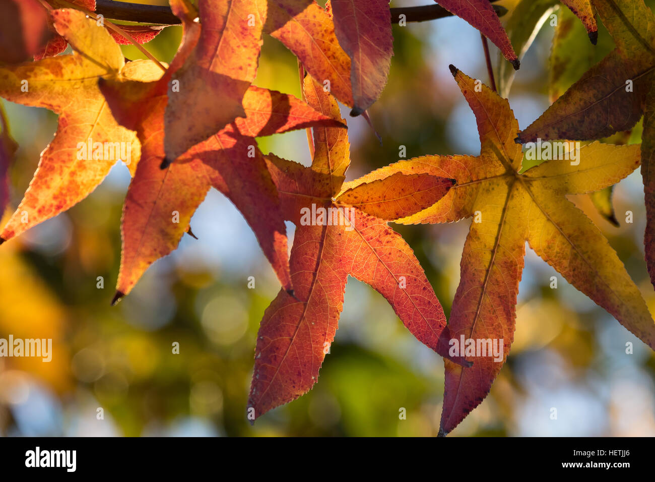 Five pointed star shaped leaves hi-res stock photography and images - Alamy