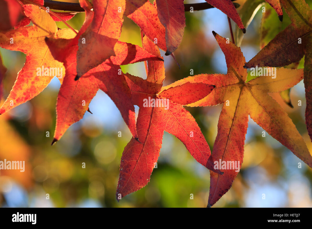 Liquidambar tree fall leaves in the early morning sunlight ...