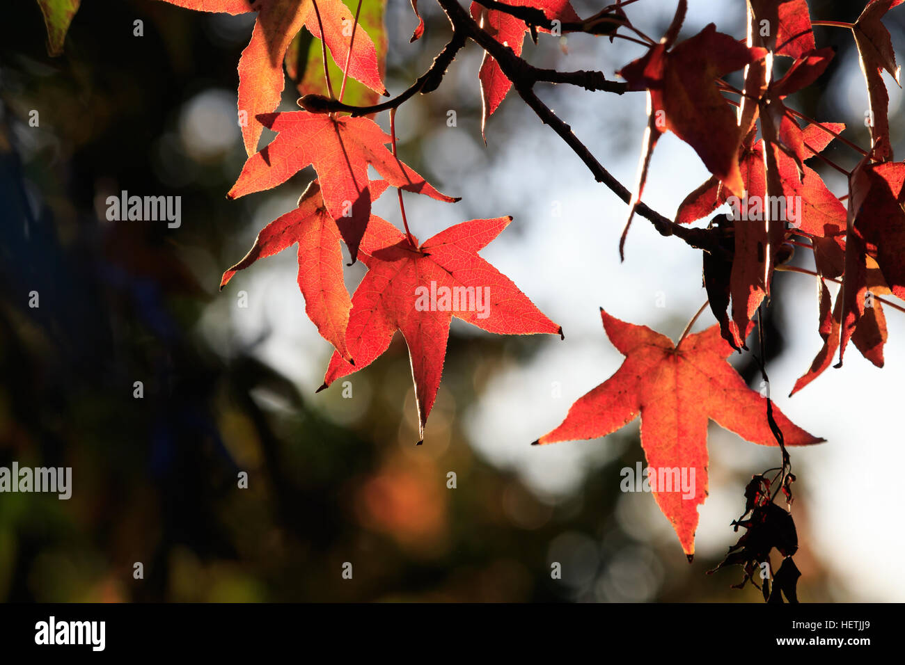 Liquidambar tree fall leaves in the early morning sunlight ...