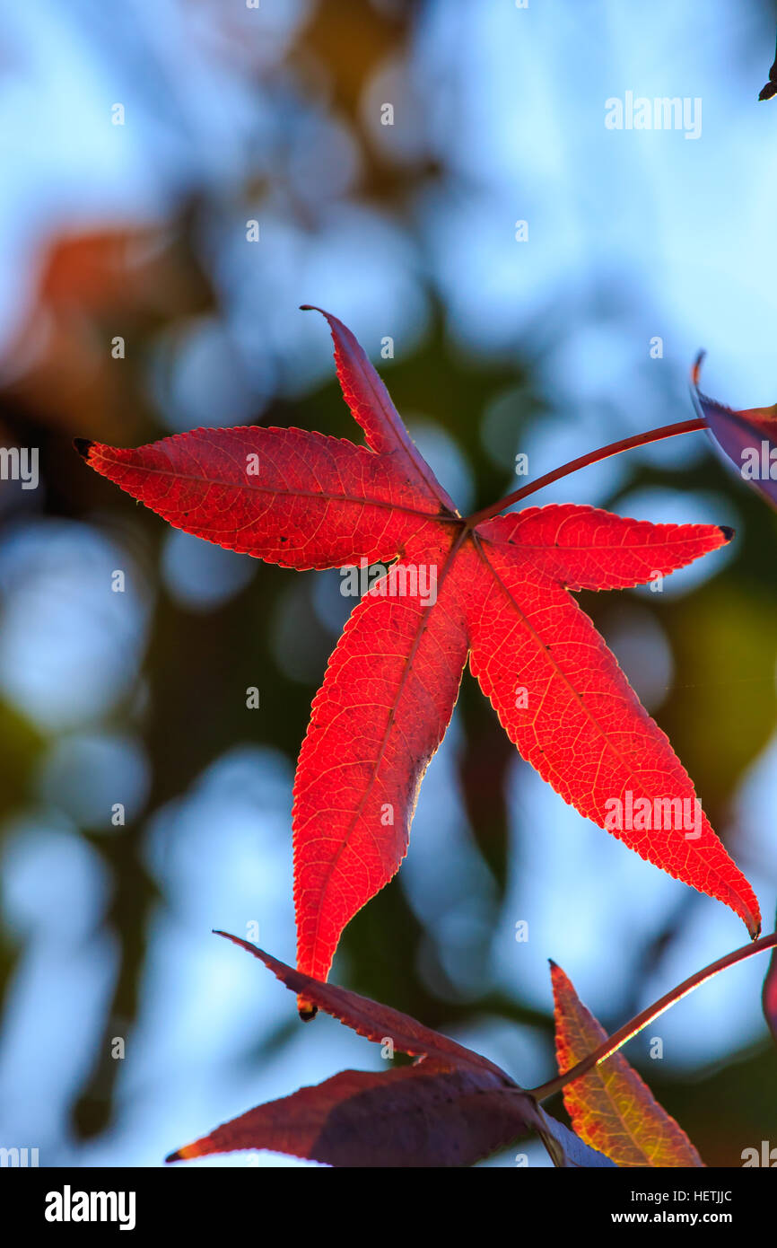 Five pointed star shaped leaves hi-res stock photography and images - Alamy