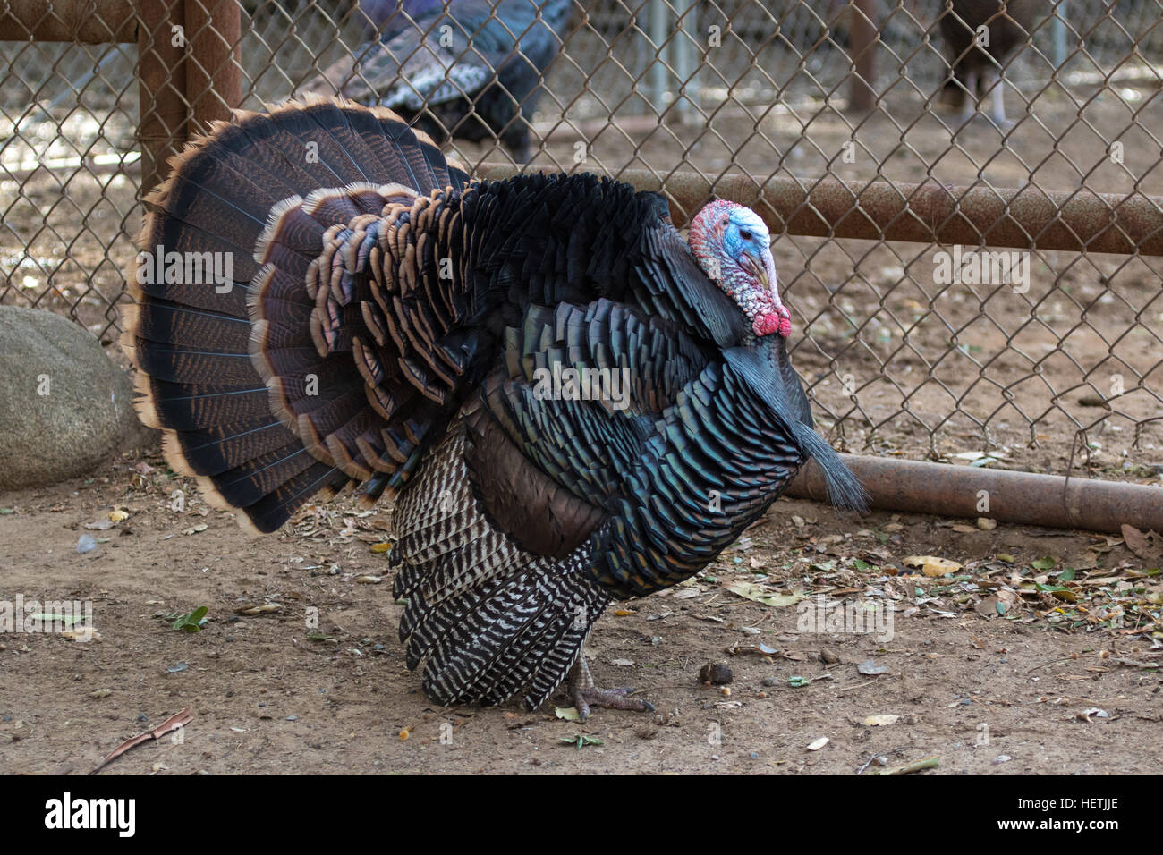 Heritage Turkey is a American breed Stock Photo - Alamy