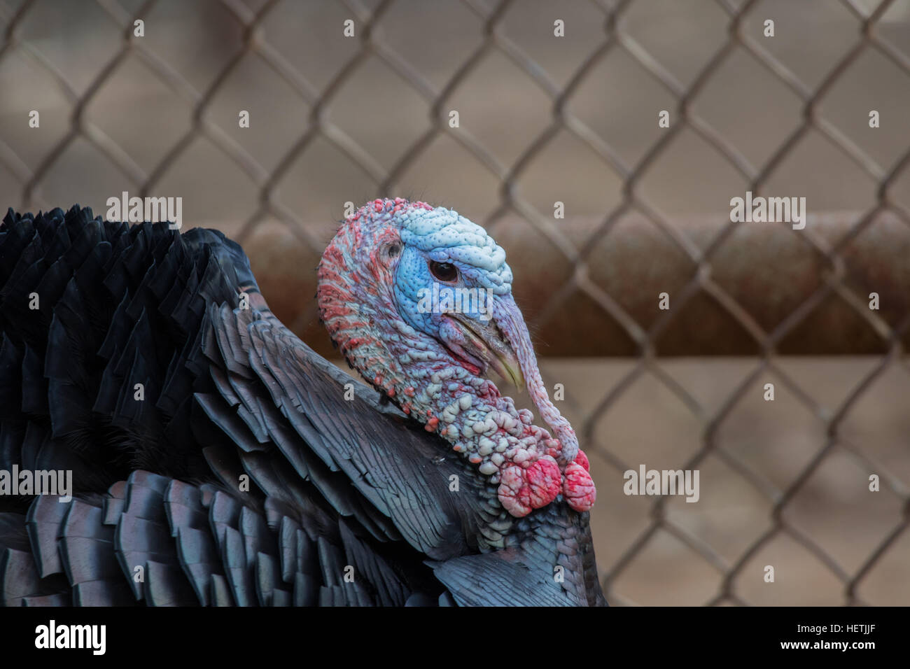 Heritage Turkey is a American breed Stock Photo - Alamy