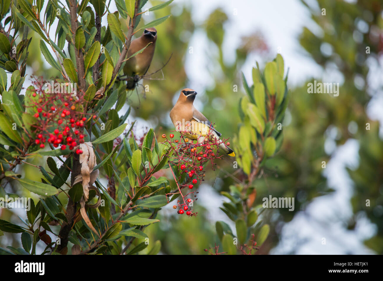 cedar waxwing (Bombycilla cedrorum) feeding on Toyon berries ...