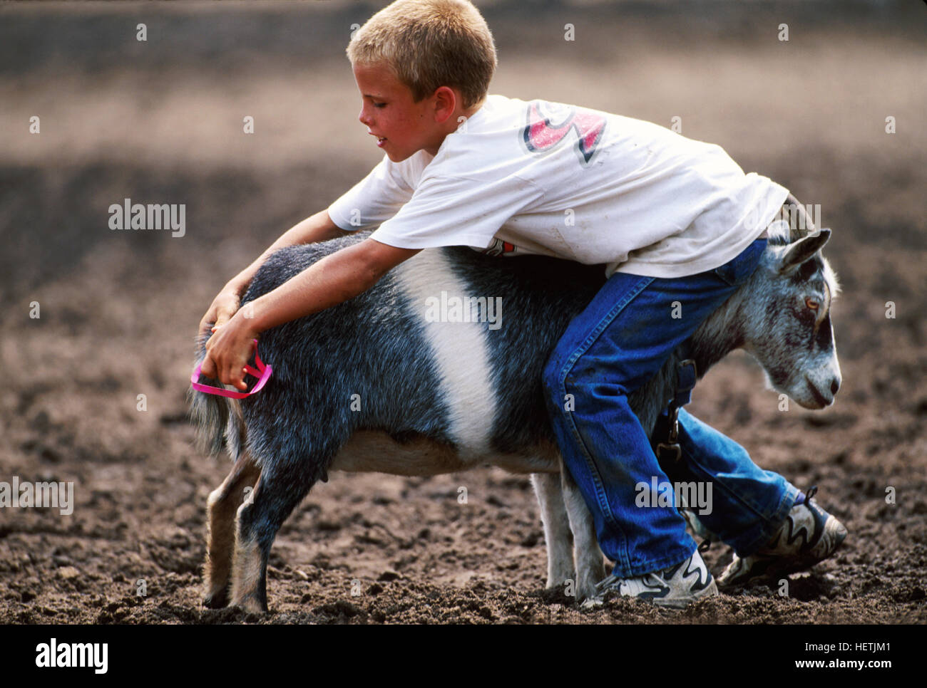 A young boy attempts to tie a ribbon on a goat's tail during a kid's ...