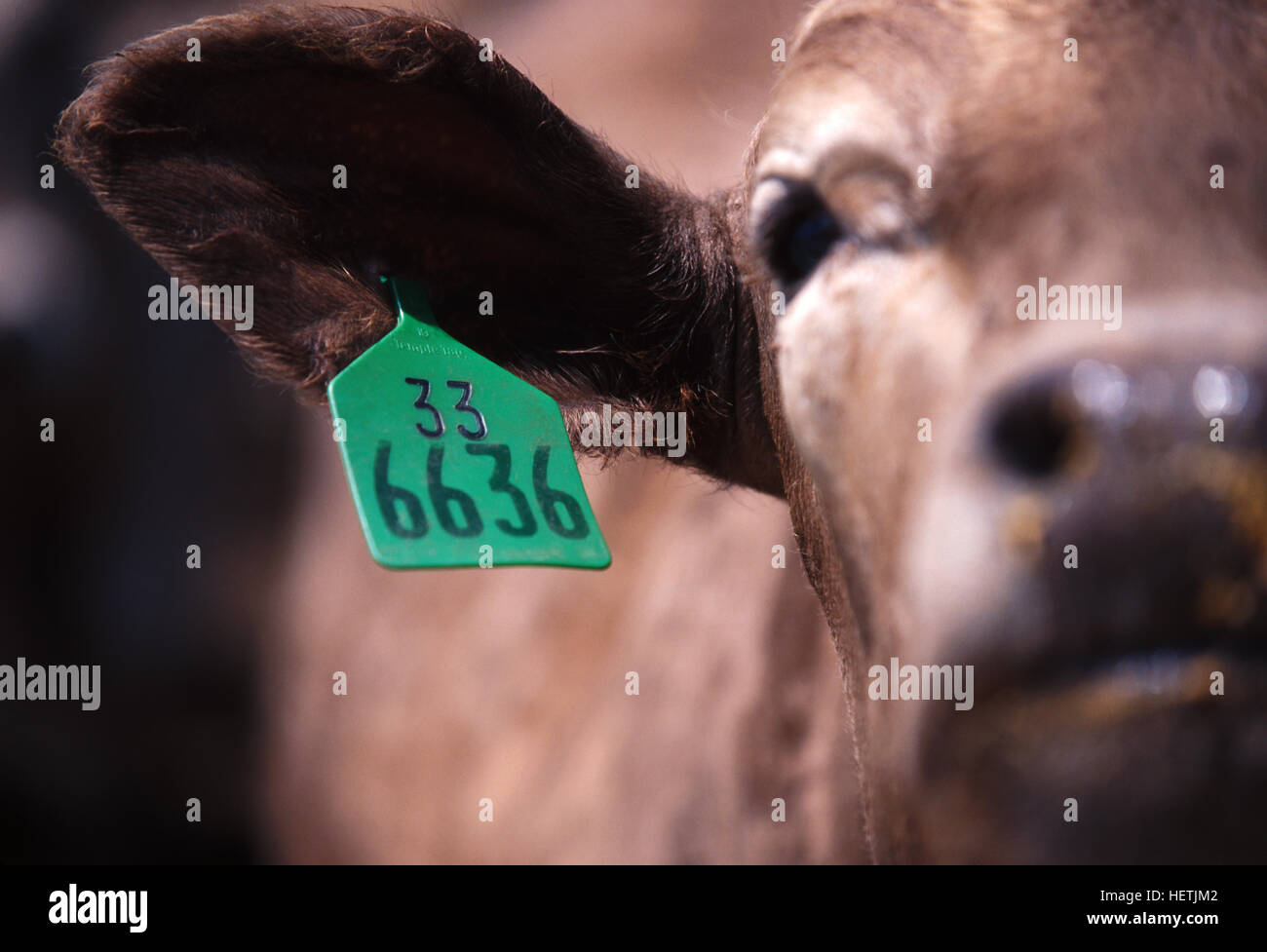 A cow in a cattle feed lot with a numerical identification tag on her ...