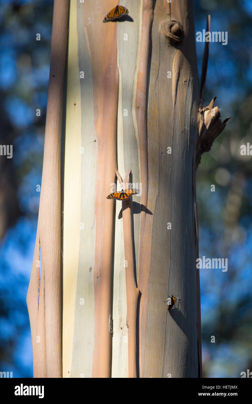 Monarch butterflies (Danaus plexippus) wintering in the eucalyptus trees at Monarch Butterfly ...