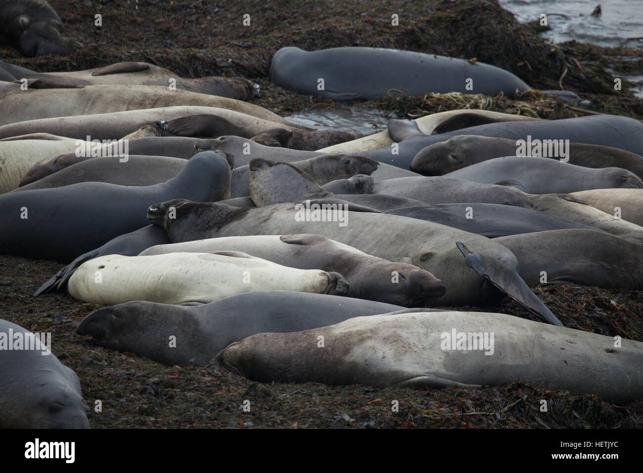 Northern female Elephant seals waiting to give birth on the beach at ...