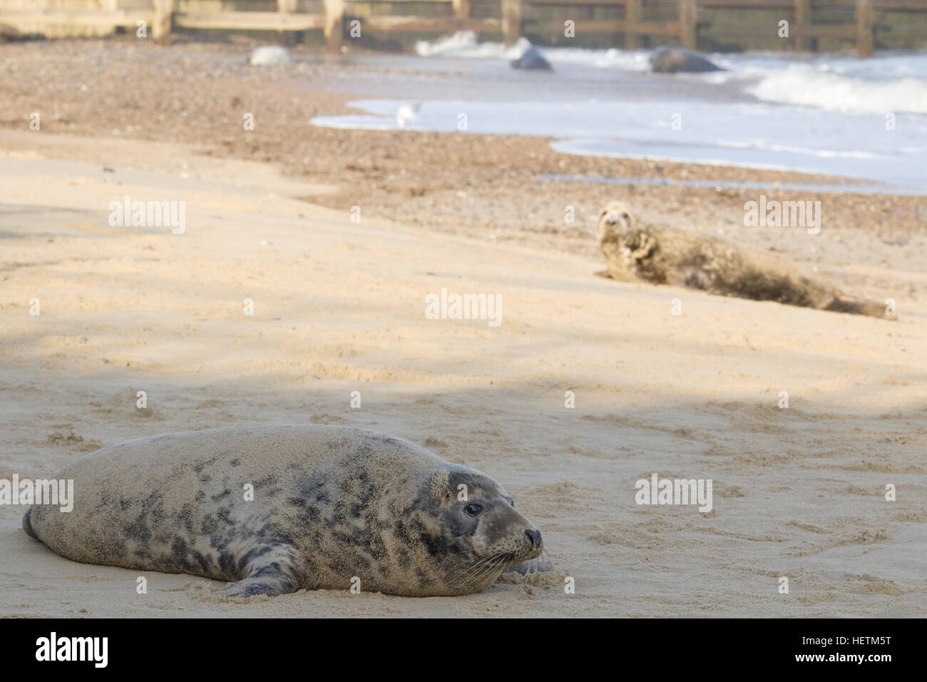 Norfolk beaches seals hi-res stock photography and images - Alamy