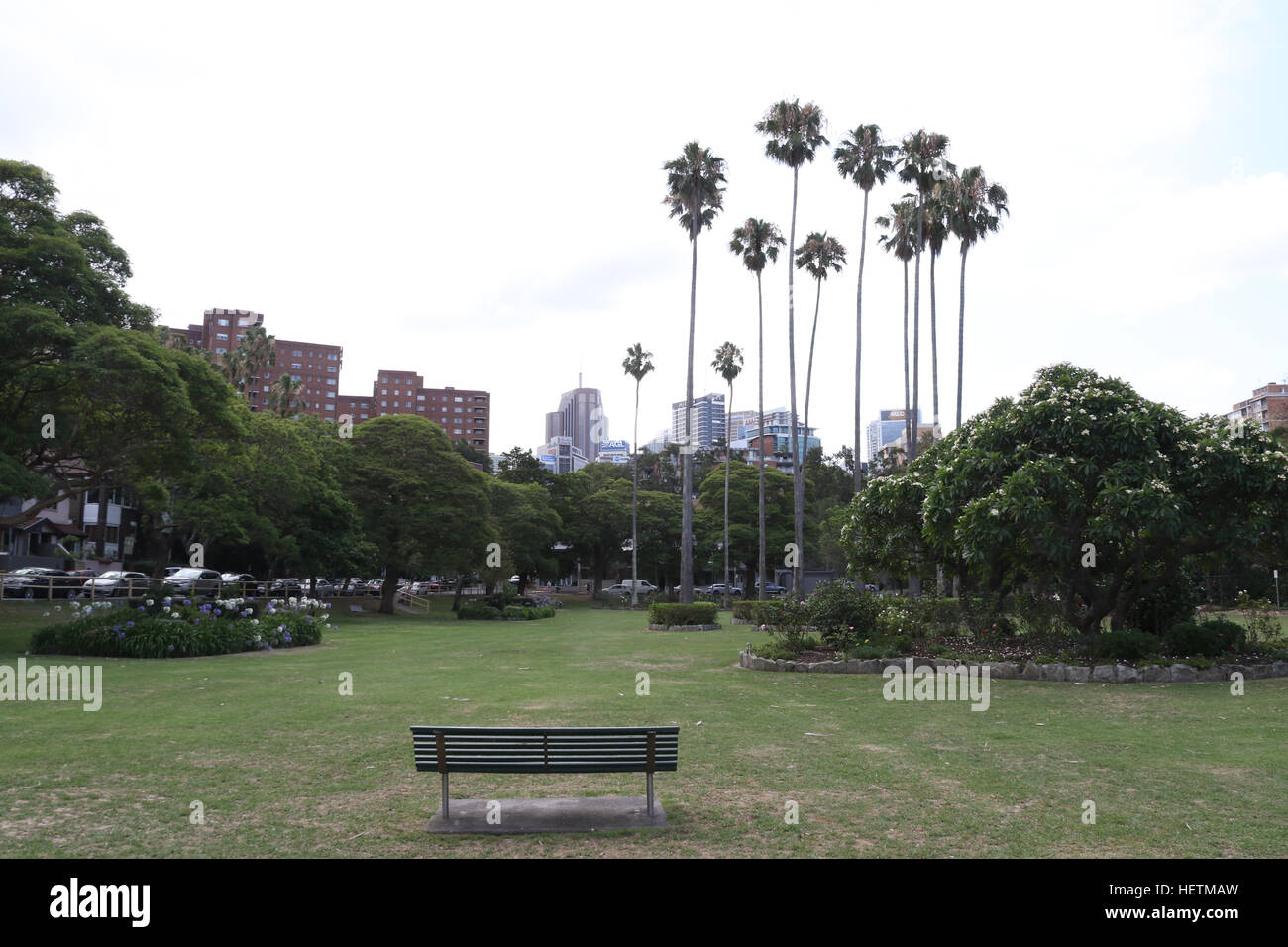 Cabbage Tree palms in Milson Park, Kirribilli on Sydney’s Lower North ...