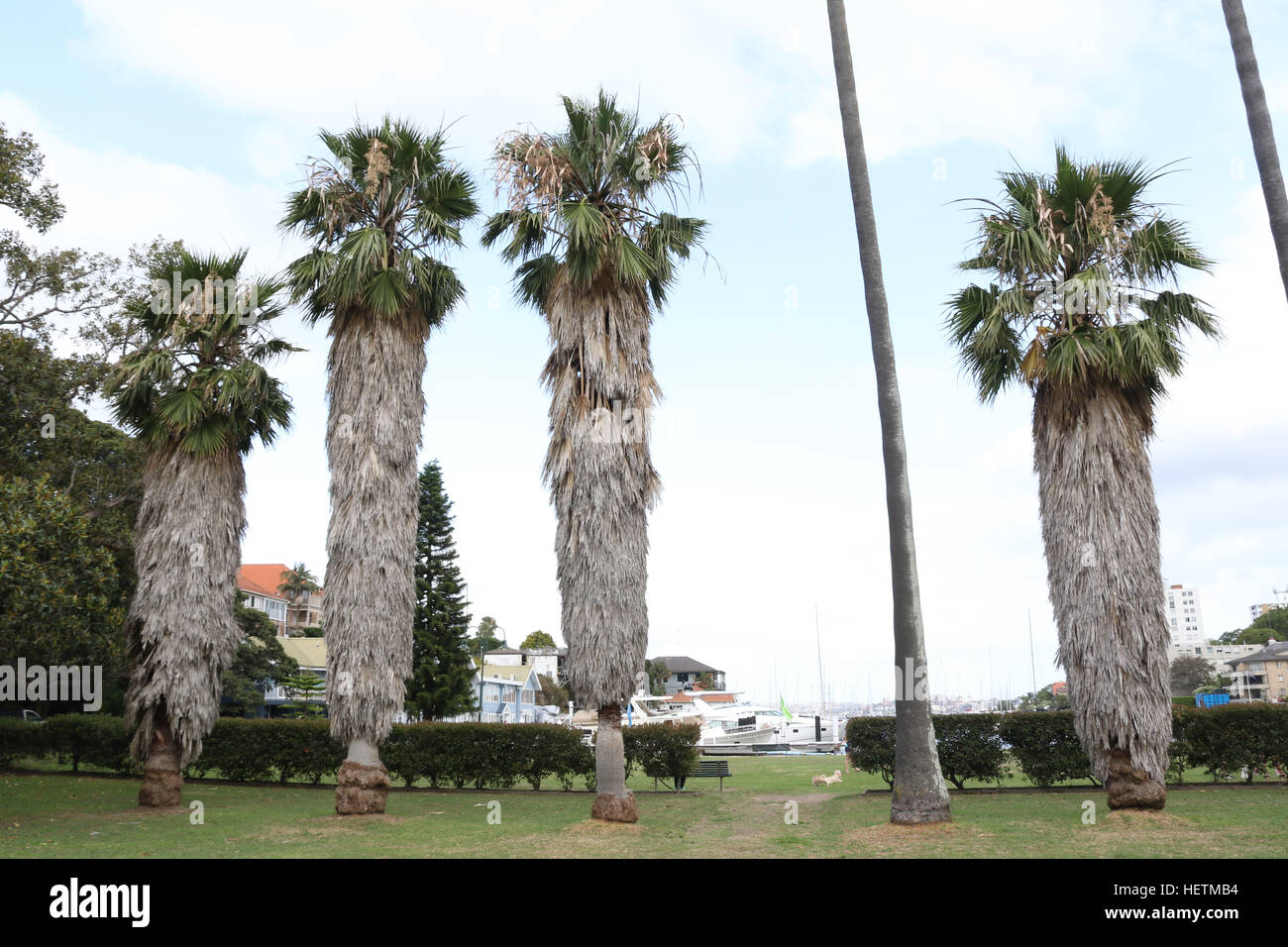 Cabbage Tree palms in Milson Park, Kirribilli on Sydney’s Lower North ...