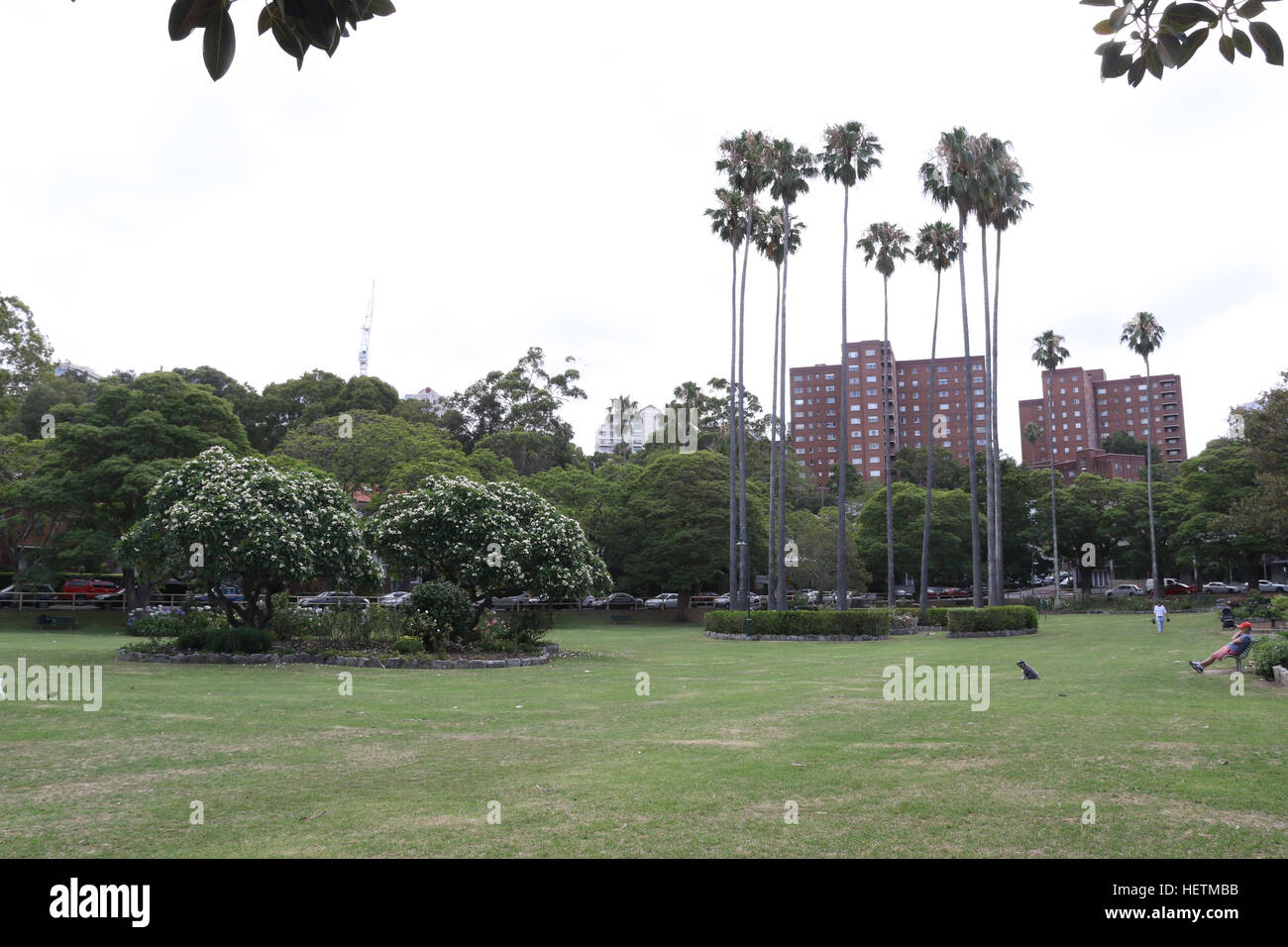 Cabbage Tree palms in Milson Park, Kirribilli on Sydney’s Lower North ...