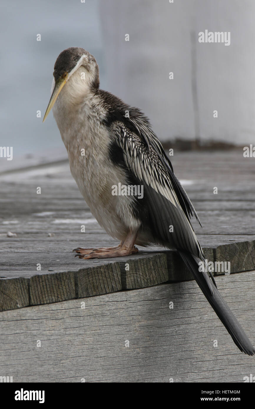 Female australasian darter hi-res stock photography and images - Alamy