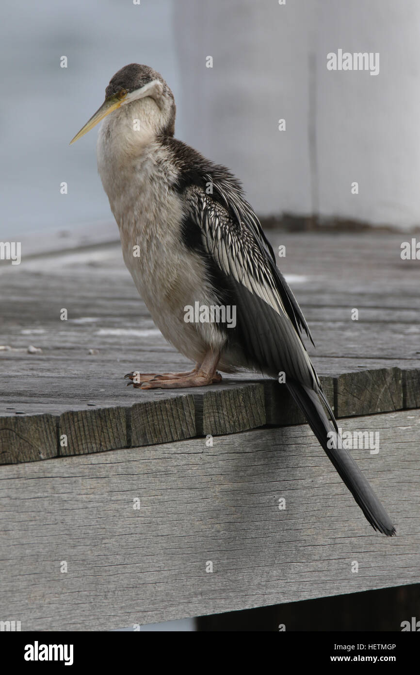 Female australian darter hi-res stock photography and images - Alamy