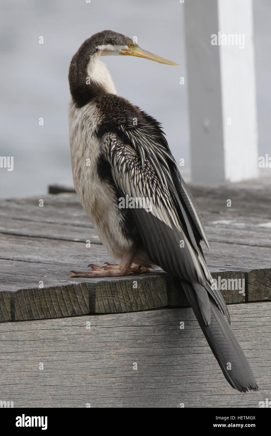 Female Darter