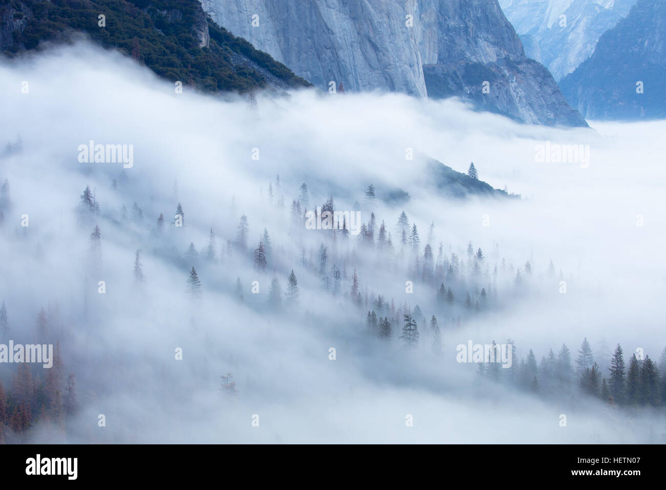 Yosemite Trees in Fog Stock Photo - Alamy