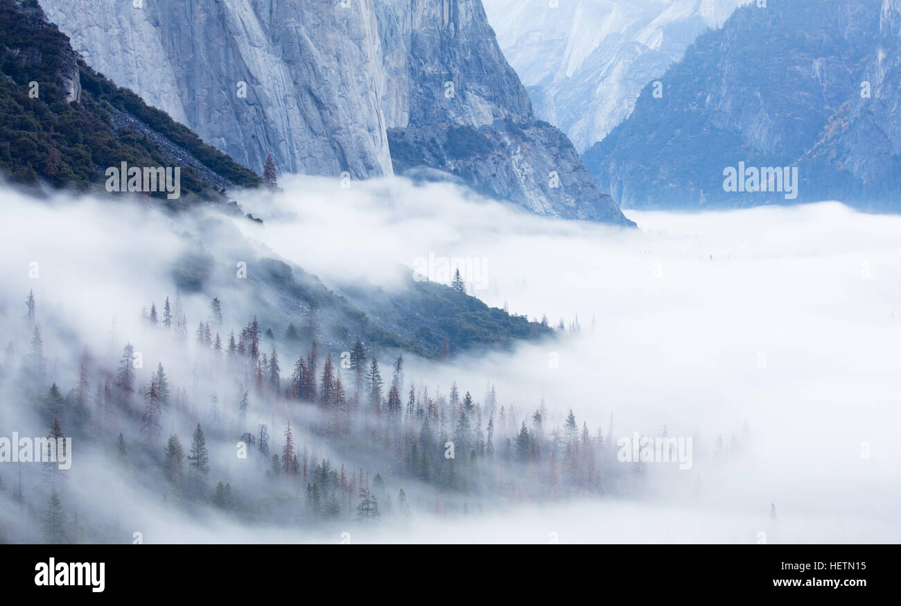 Yosemite Trees in Fog Stock Photo - Alamy