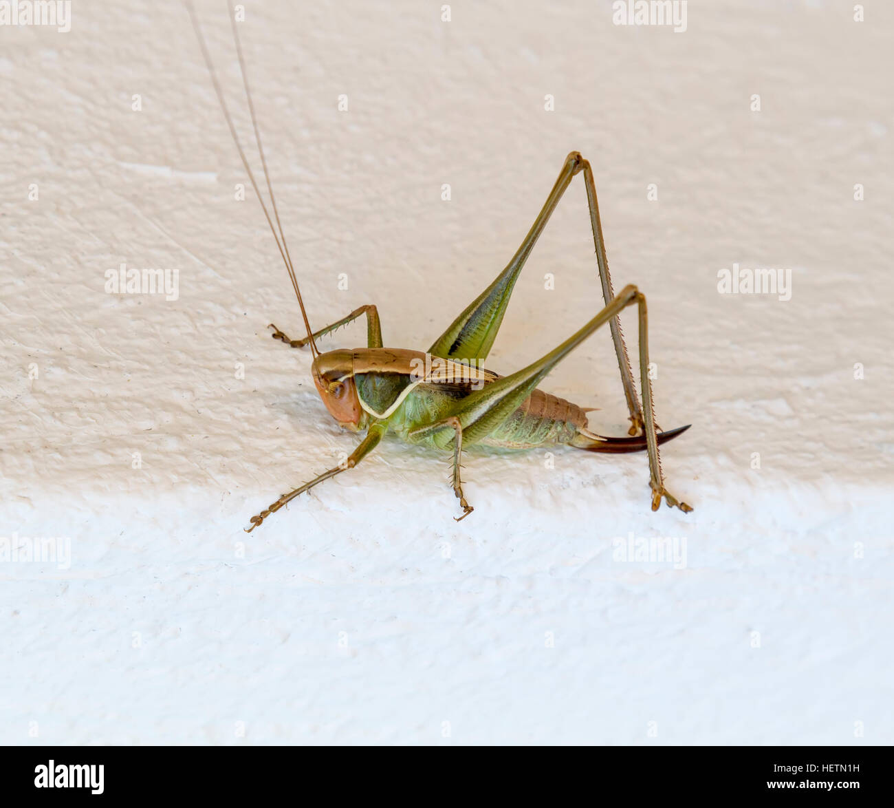 Close up of a green Hopper on white wall Stock Photo - Alamy