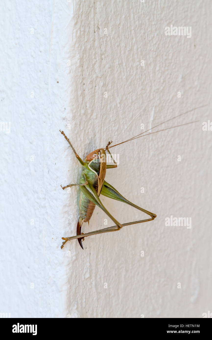 Close up of a green Hopper on white wall Stock Photo - Alamy