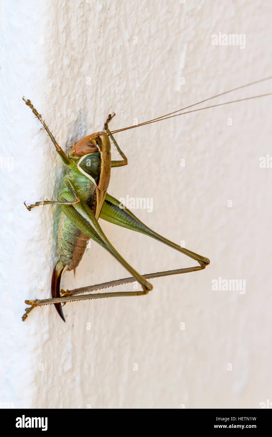 Close up of a green Hopper on white wall Stock Photo - Alamy