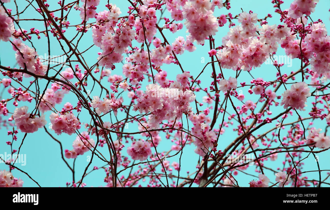 Blooming spring tree branch background Stock Photo - Alamy