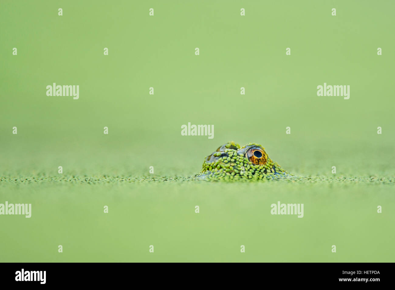 A tiny frog's one eye is visible just above the surface of the solid ...