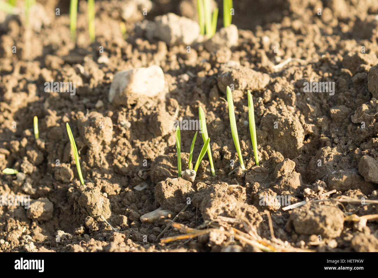 Young plant sprouting from the ground hi-res stock photography and ...