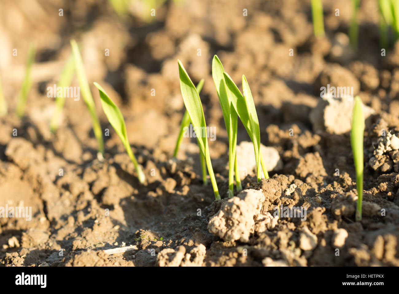 Detail of sprout plant growing from earth with sunset light Stock Photo ...