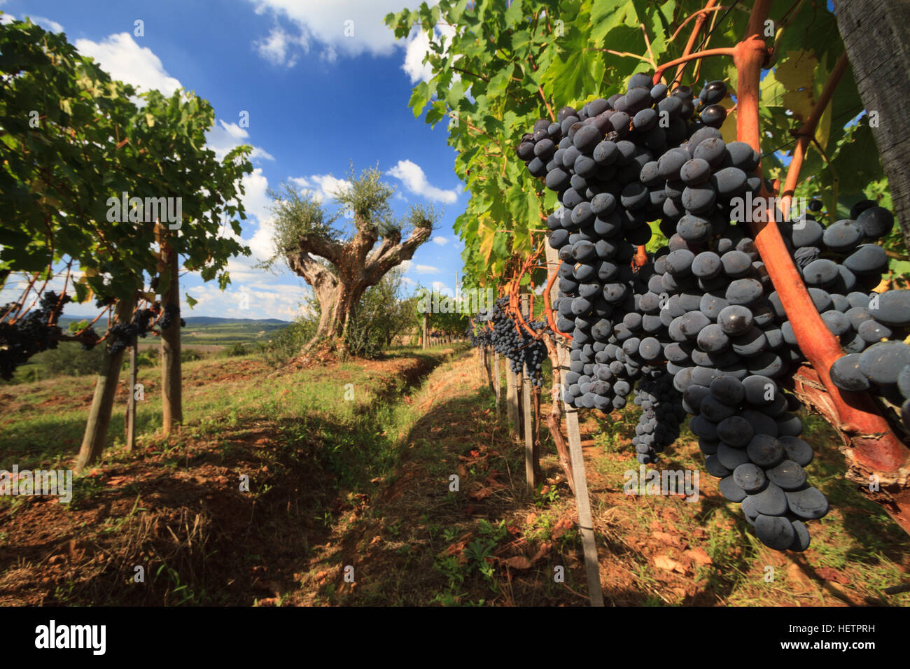 Vineyard landscape in autumn with olive tree, Tuscany, Italy Stock ...