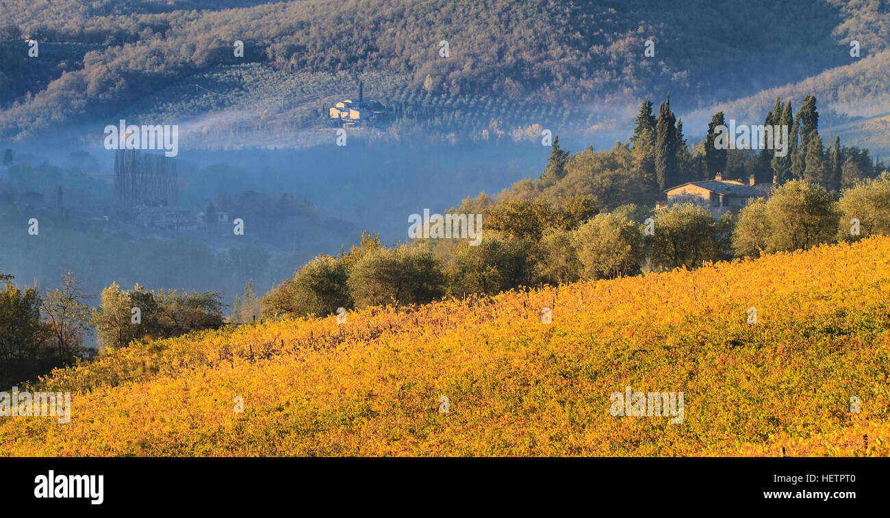Chianti vineyard landscape in autumn, Tuscany, Italy Stock Photo - Alamy