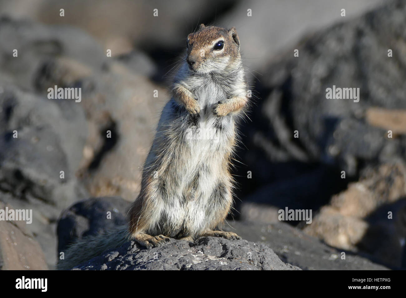 Chipmunk on the beach at Caletta de Fuste, Fuerteventura, Canary ...