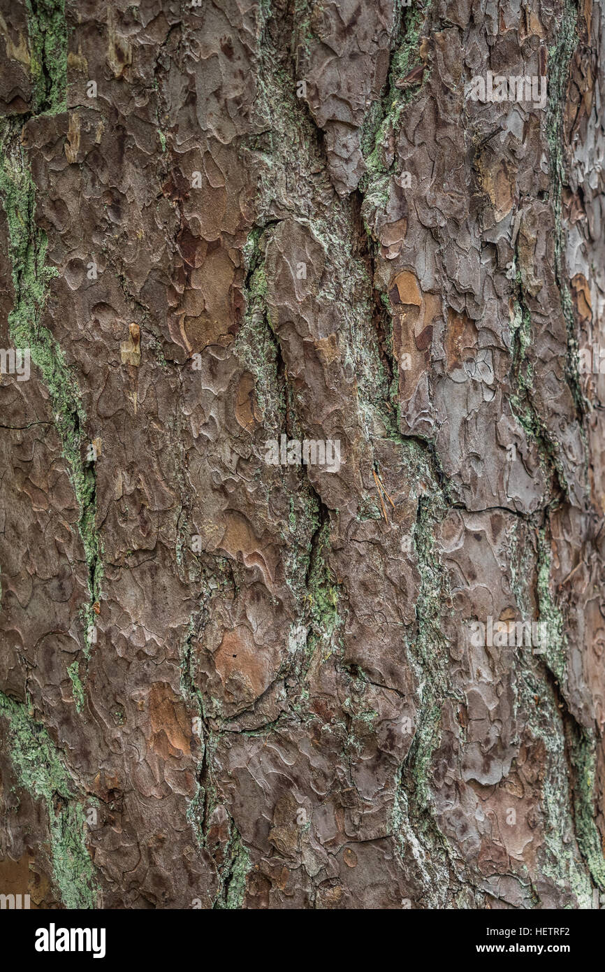 Closeup of texture of brown and green pine park Stock Photo - Alamy