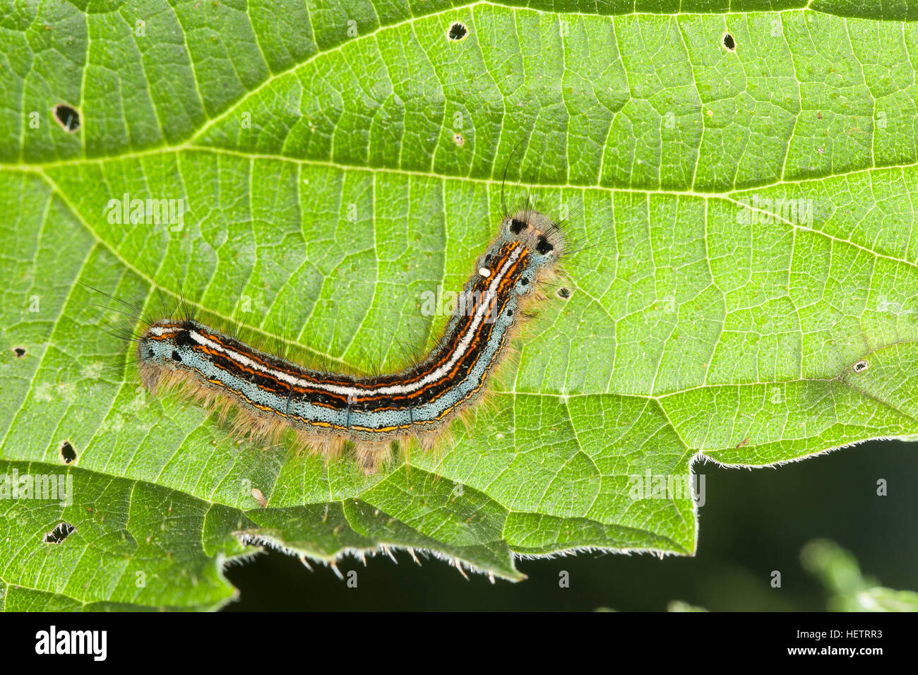 Ringelspinner Stock Photos & Ringelspinner Stock Images - Alamy