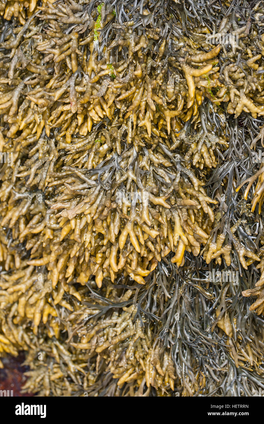 Rinnentang, Rinnen-Tang, Pelvetia canaliculata, Channelled wrack, Cow ...