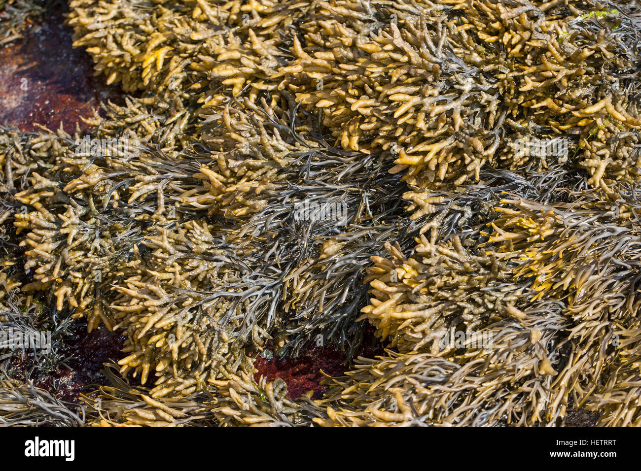 Rinnentang, Rinnen-Tang, Pelvetia canaliculata, Channelled wrack, Cow ...