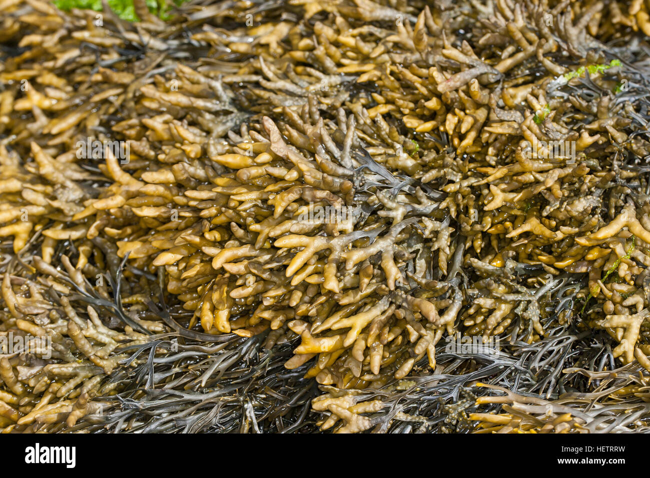 Rinnentang, Rinnen-Tang, Pelvetia canaliculata, Channelled wrack, Cow ...