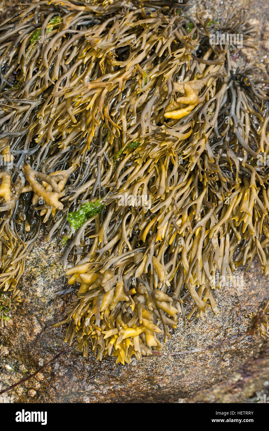 Rinnentang, Rinnen-Tang, Pelvetia canaliculata, Channelled wrack, Cow ...