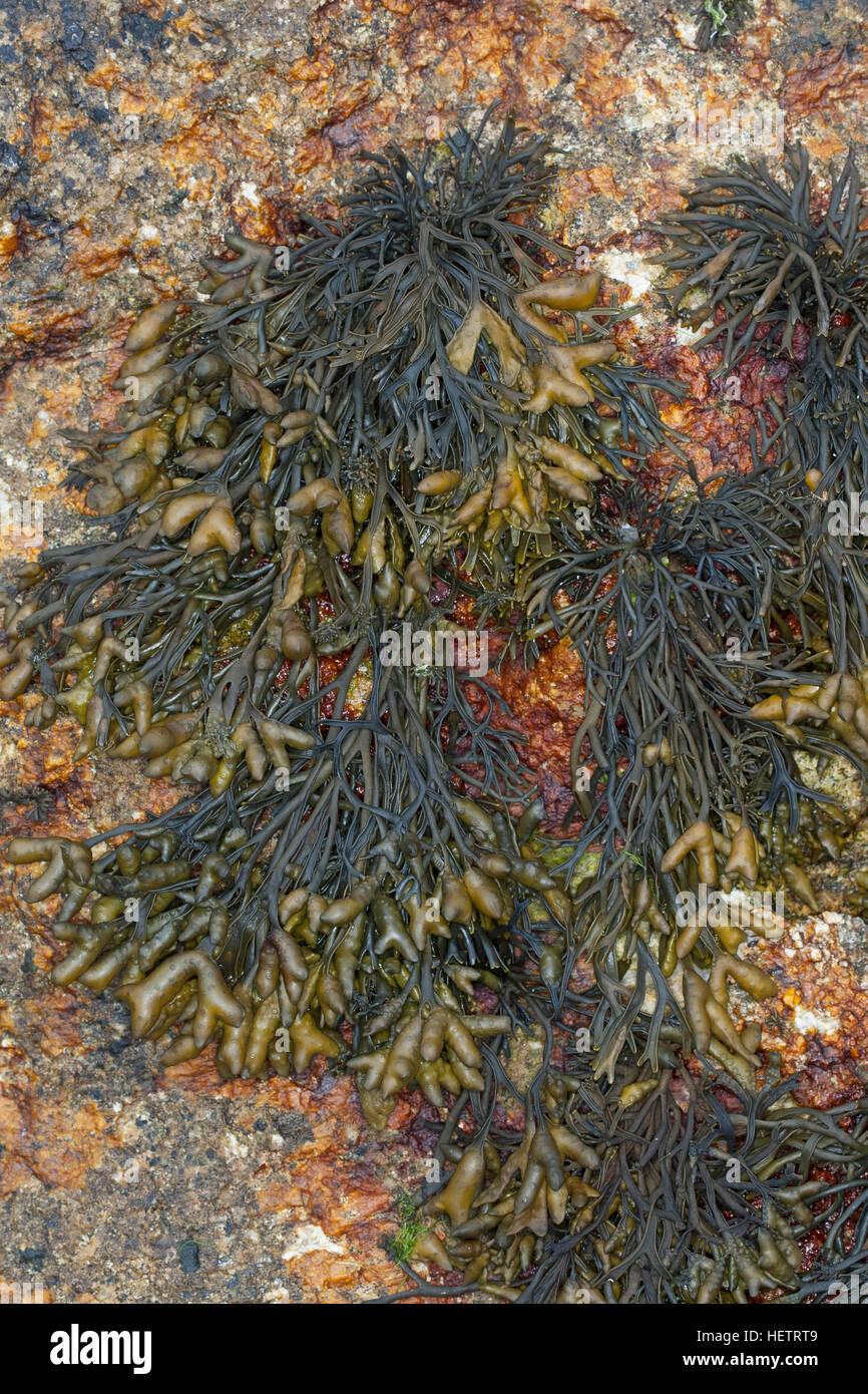 Rinnentang, Rinnen-Tang, Pelvetia canaliculata, Channelled wrack, Cow ...