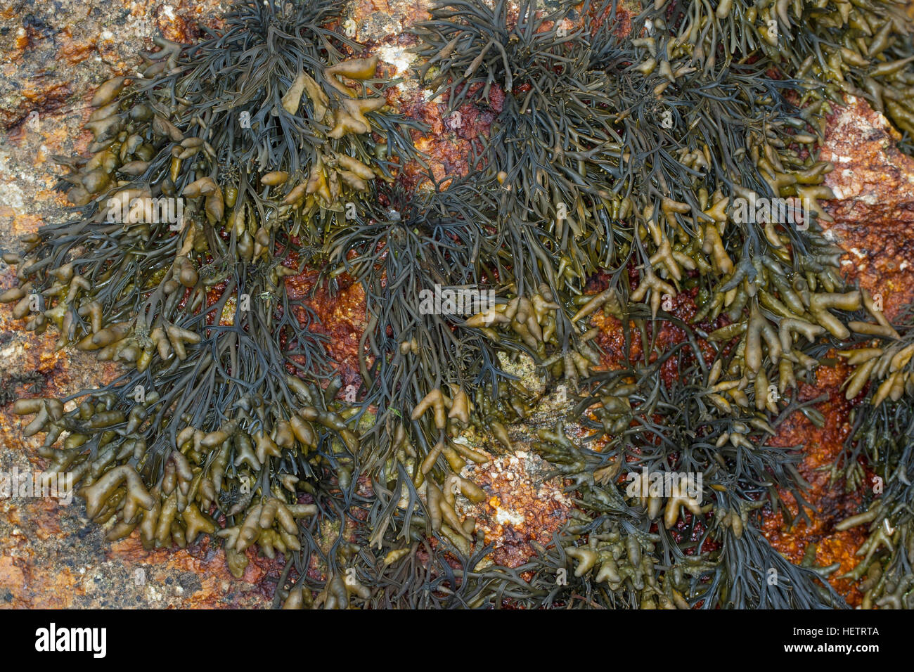 Channelled channel wrack pelvetia canaliculata hi-res stock photography ...