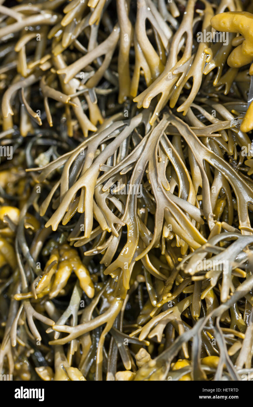 Rinnentang, Rinnen-Tang, Pelvetia canaliculata, Channelled wrack, Cow ...
