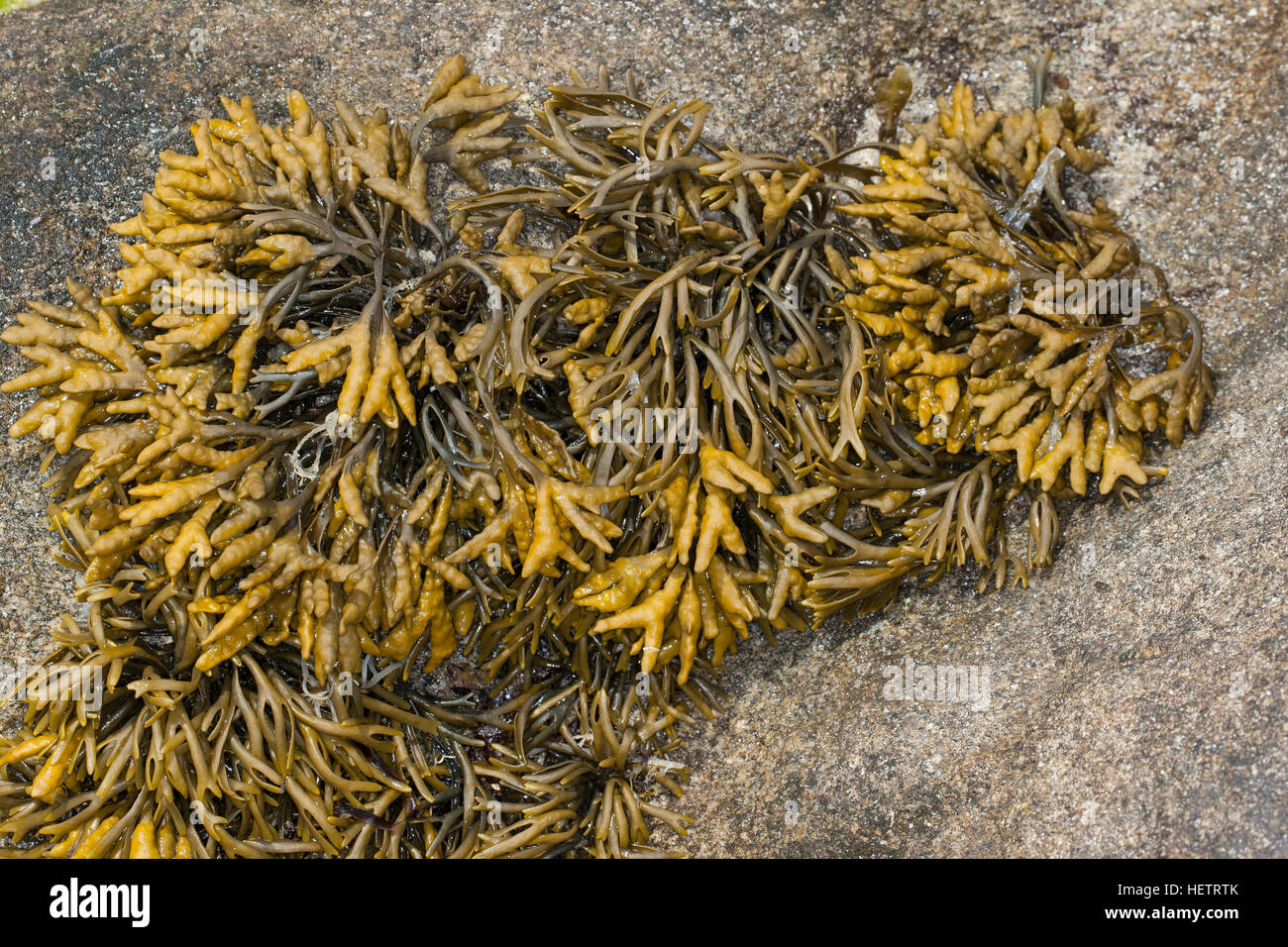 Rinnentang, Rinnen-Tang, Pelvetia canaliculata, Channelled wrack, Cow ...