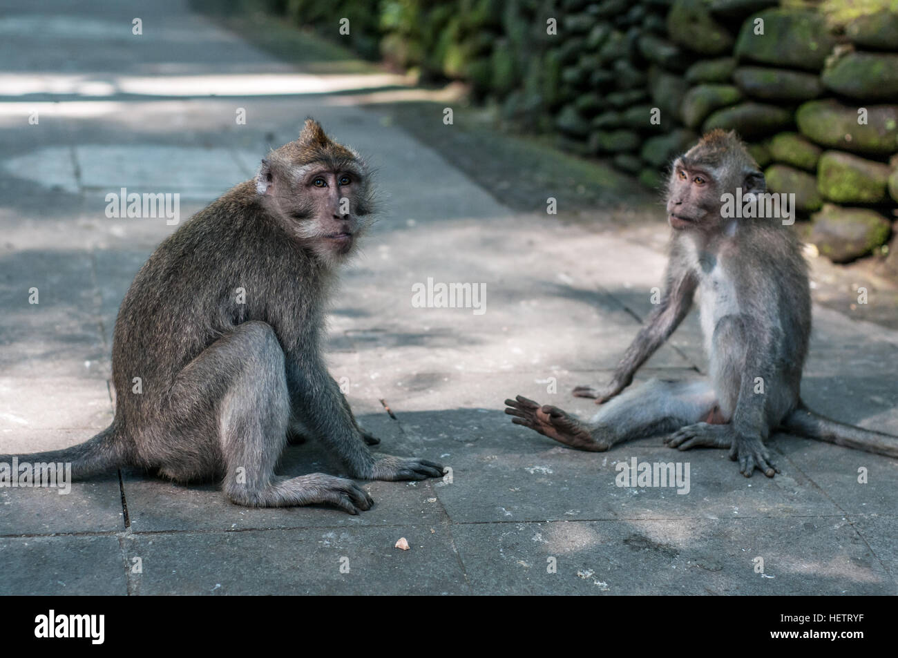 Monkey in sacred monkey forest using tap Stock Photo - Alamy