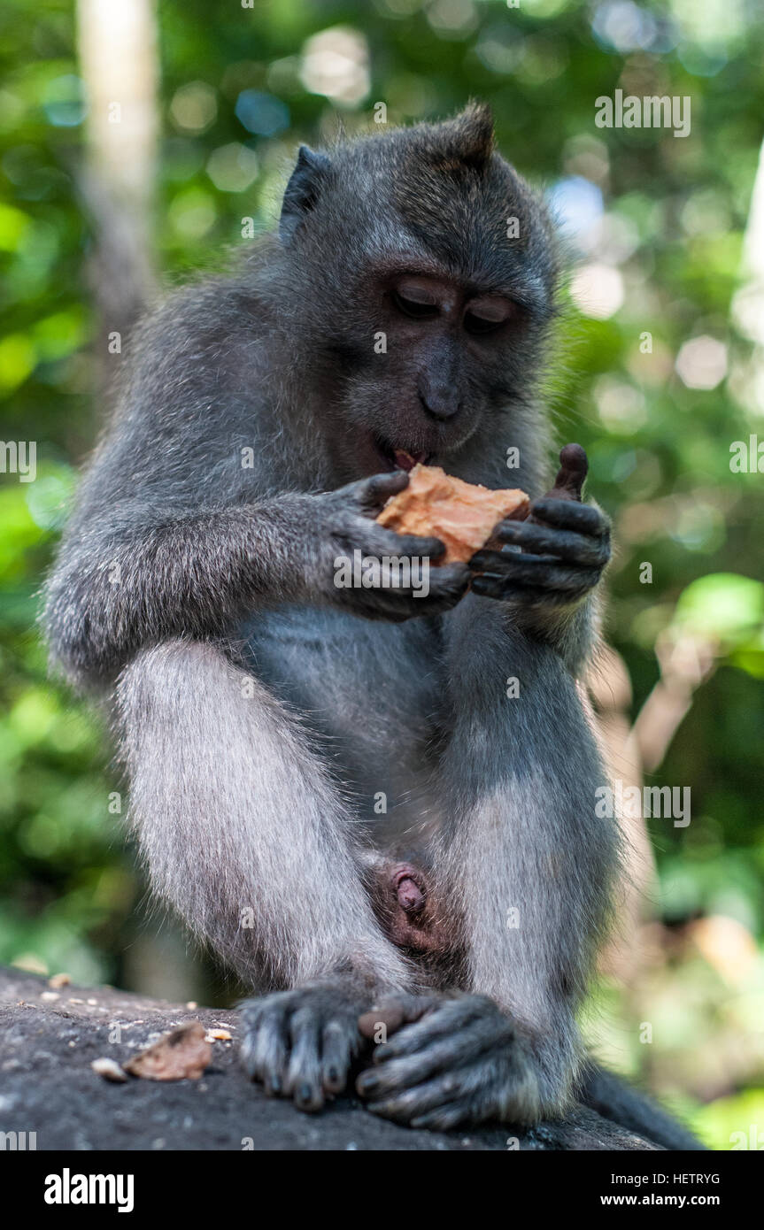 Monkey in sacred monkey forest using tap Stock Photo - Alamy
