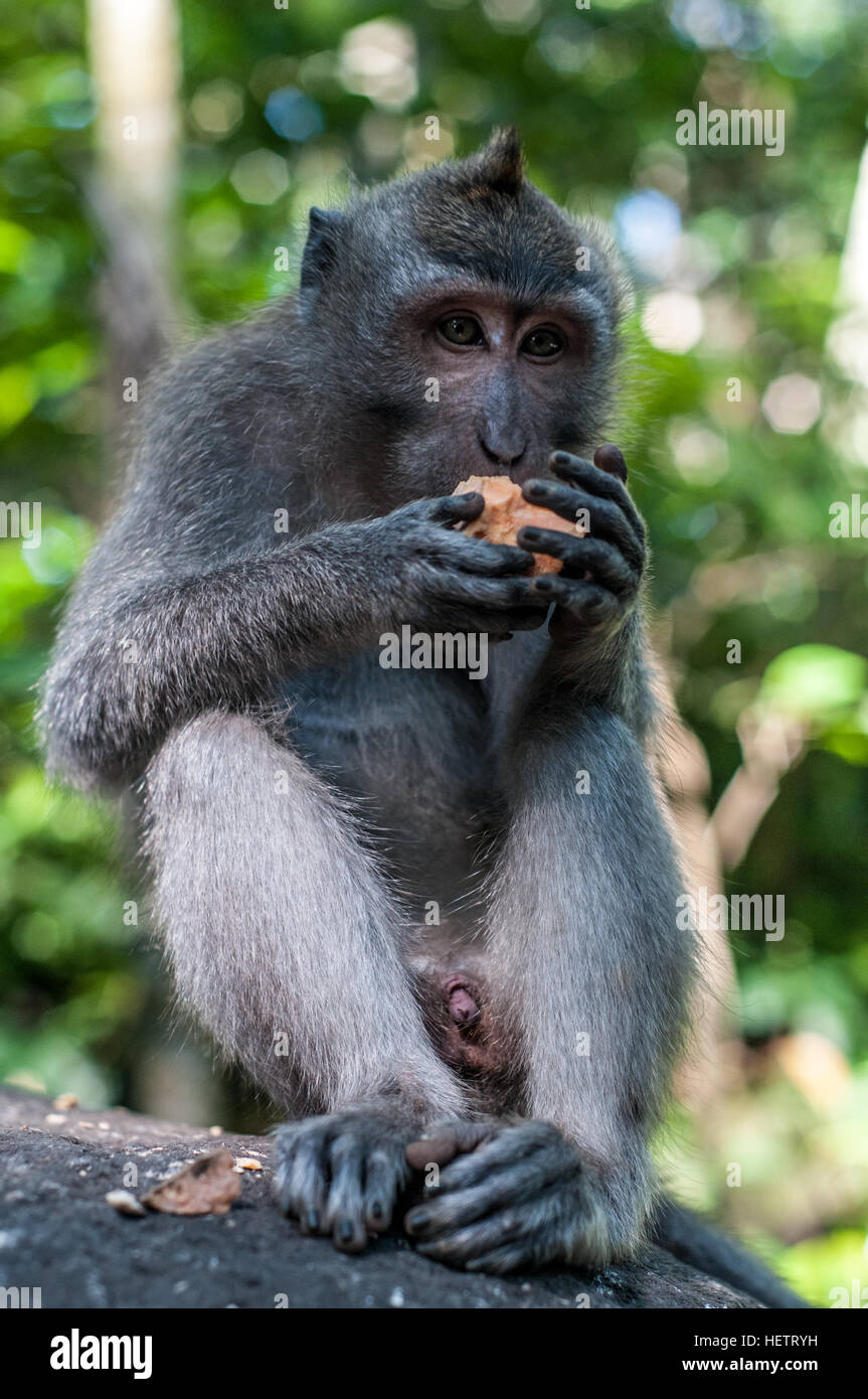 Monkey in sacred monkey forest using tap Stock Photo - Alamy