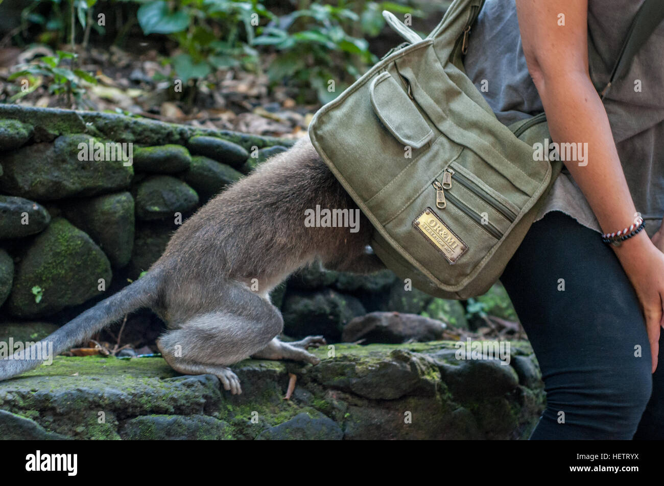 Monkey in sacred monkey forest trying to steal something from a tourist ...