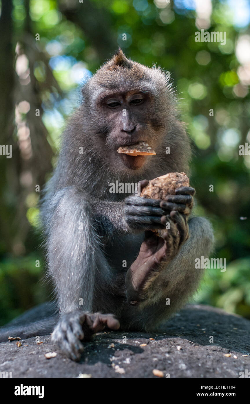 Monkey in sacred monkey forest using tap Stock Photo - Alamy