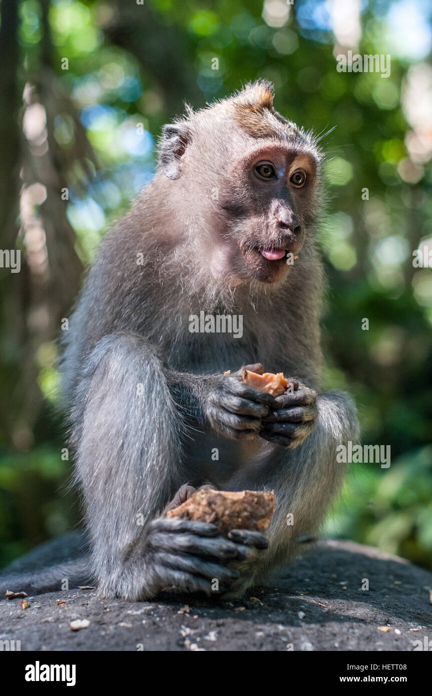 Monkey in sacred monkey forest using tap Stock Photo - Alamy