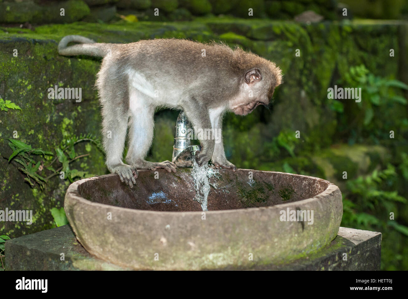 Tap forest hi-res stock photography and images - Alamy
