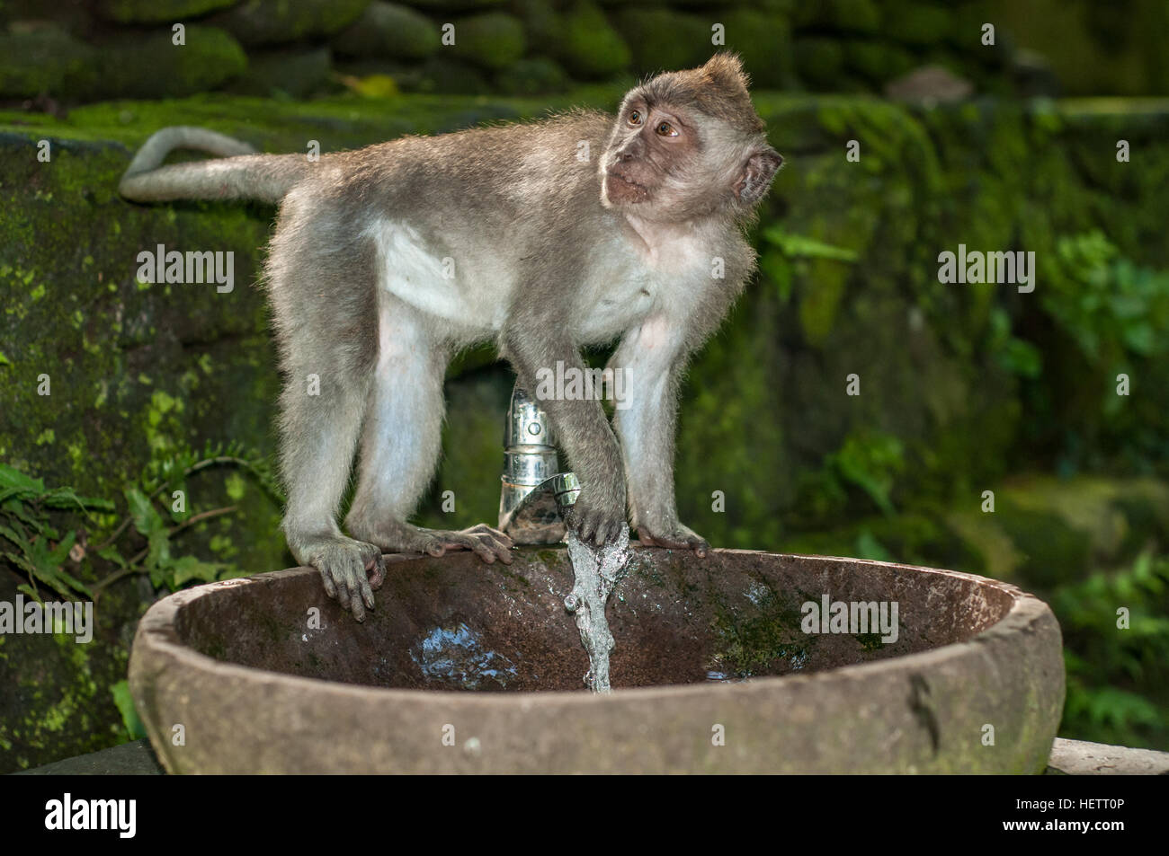 Monkey in sacred monkey forest using tap Stock Photo - Alamy
